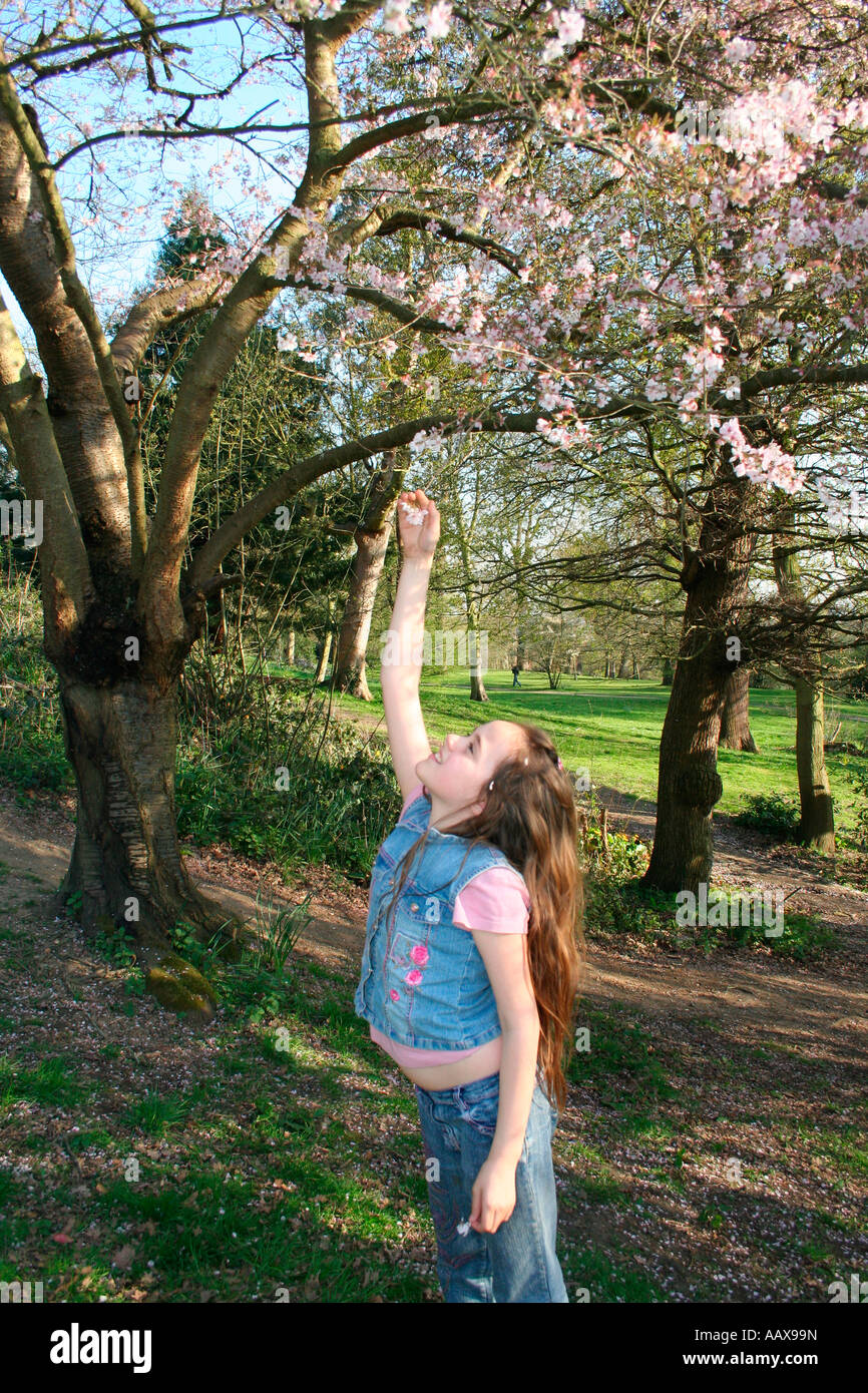blossom tree blooming in spring Stock Photo - Alamy