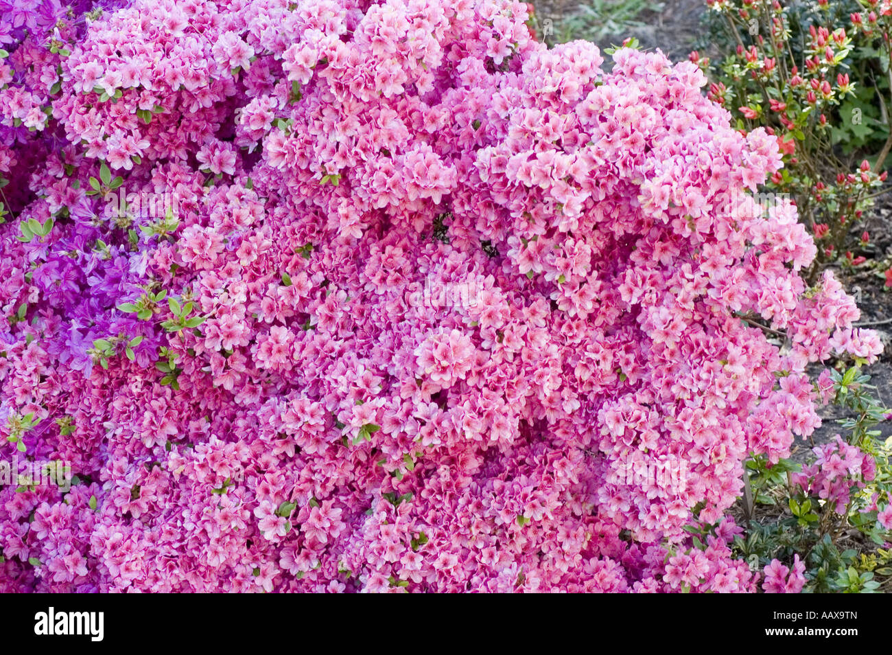 Pink violet spring azalea flowers close up - Rhododendron var Doubrava ...