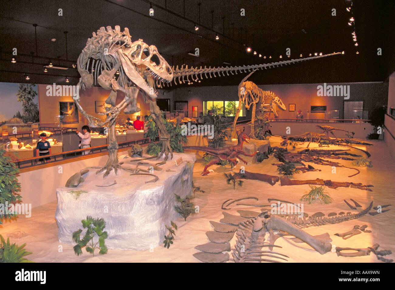 Elk256 1994 North Dakota Dickinson Dakota Dinosaur Museum Stock Photo ...