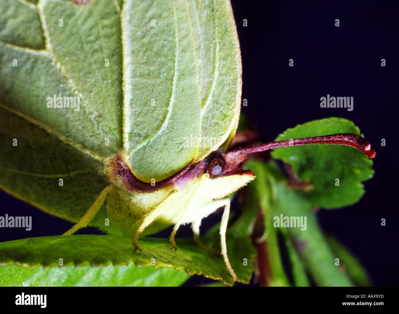 Brimstone legs hi-res stock photography and images - Alamy