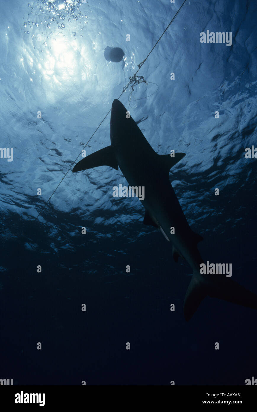 grey reef shark caught on longline by Asian fishing boat Stock Photo ...