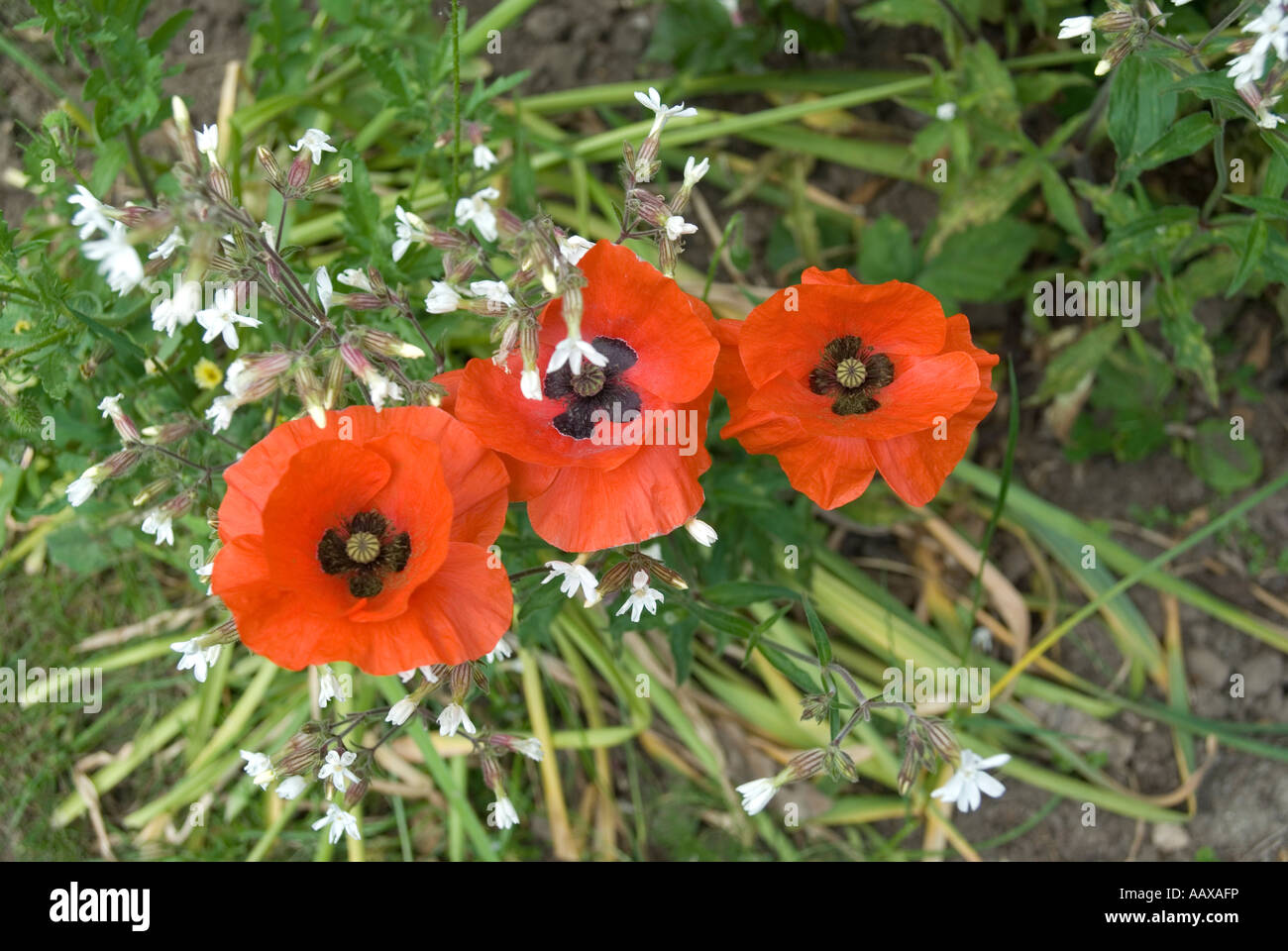 Three red poppies Stock Photo - Alamy