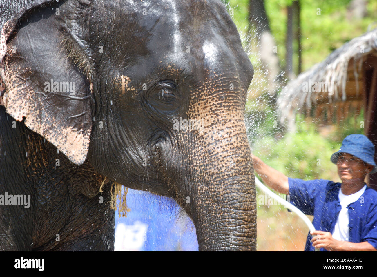 Elephant wash down hi-res stock photography and images - Alamy
