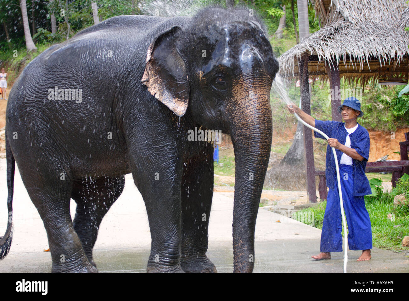 Elephant wash down hi-res stock photography and images - Alamy