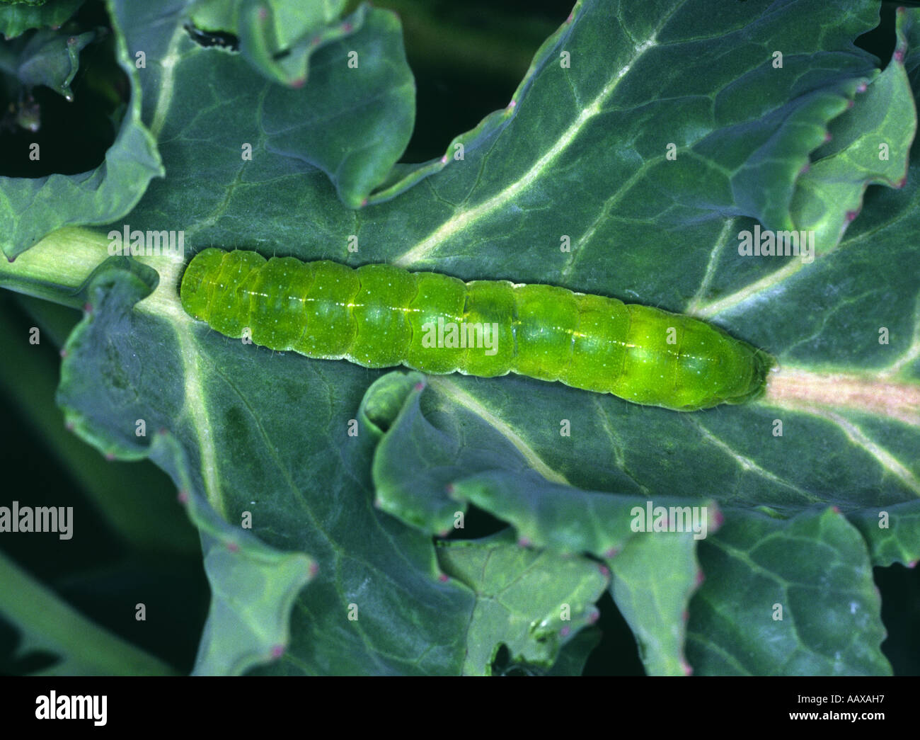 Angle shades caterpillar hi-res stock photography and images - Alamy