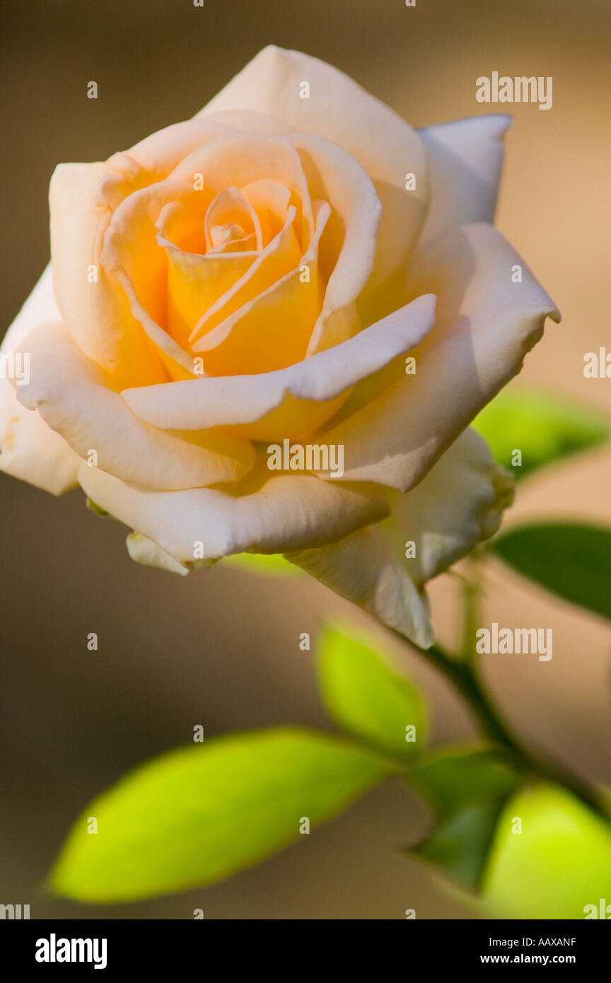 Peach colored single rose hi-res stock photography and images - Alamy