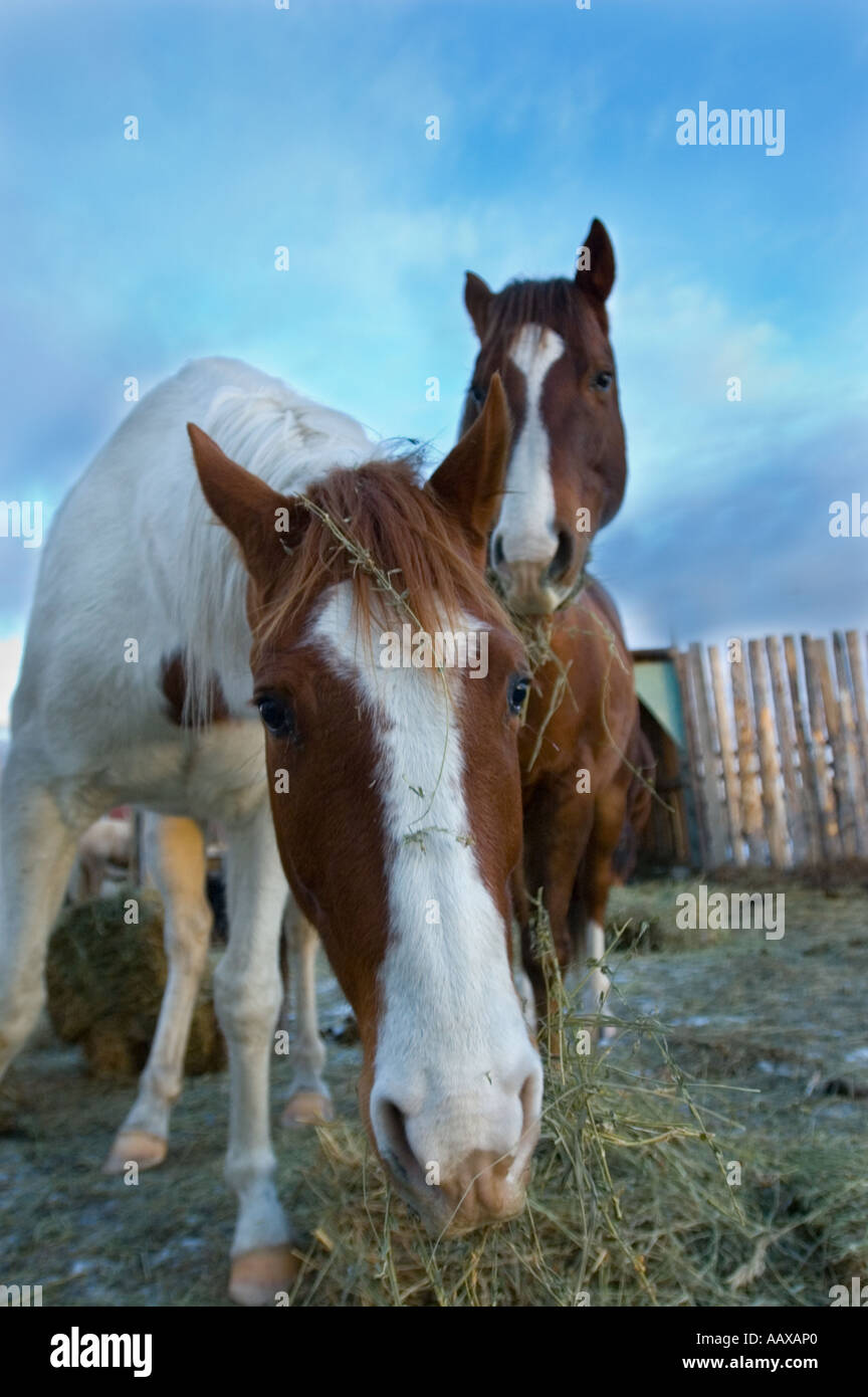Two horses heads hi-res stock photography and images - Alamy