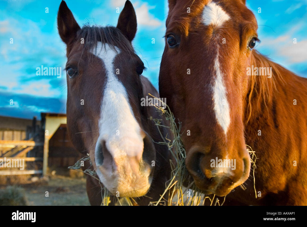Two horses heads hi-res stock photography and images - Alamy