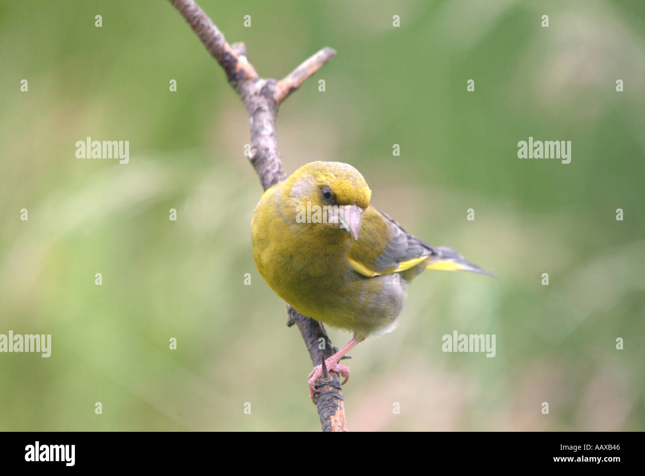 Evil looking bird hi-res stock photography and images - Alamy
