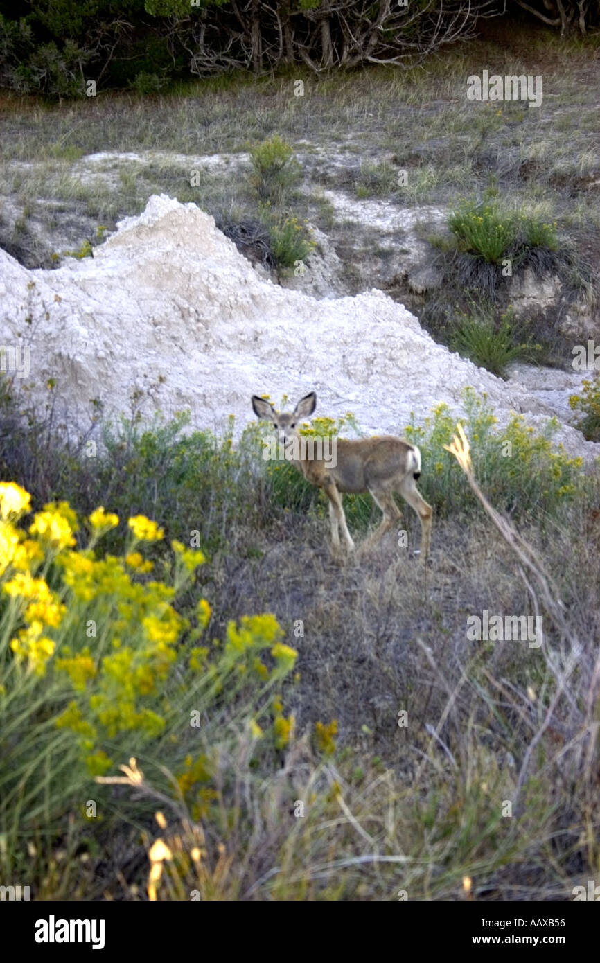 White Tail Deer Grazing Badlands South Dakota Stock Photo - Alamy