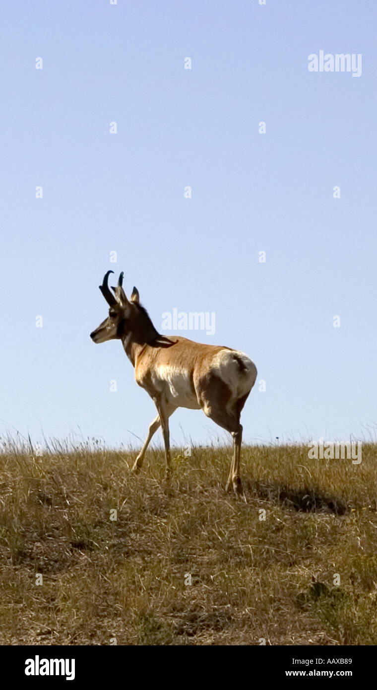 Pronghorn Antelope Badlands South Dakota Stock Photo - Alamy