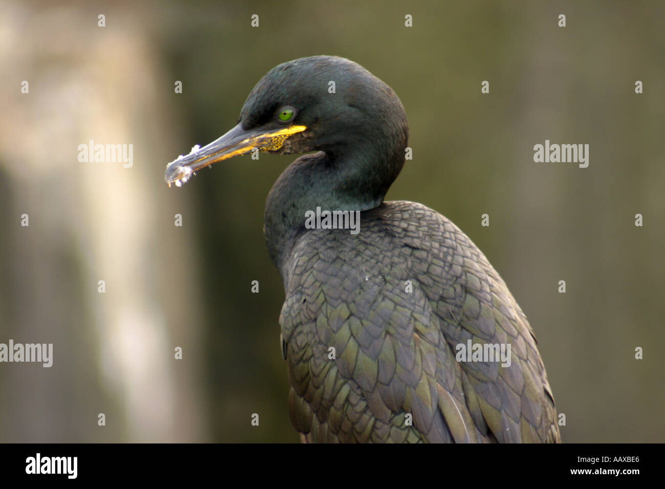 England Northumberland Farne Islands A single Shag photographed on this ...