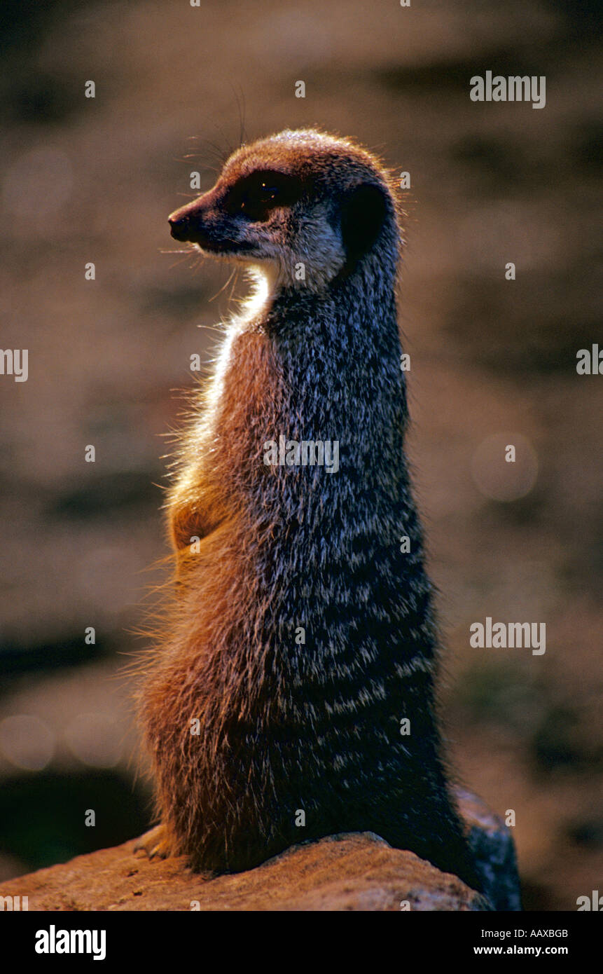 Captive slender tailed slender tailed meerkat hi-res stock photography ...