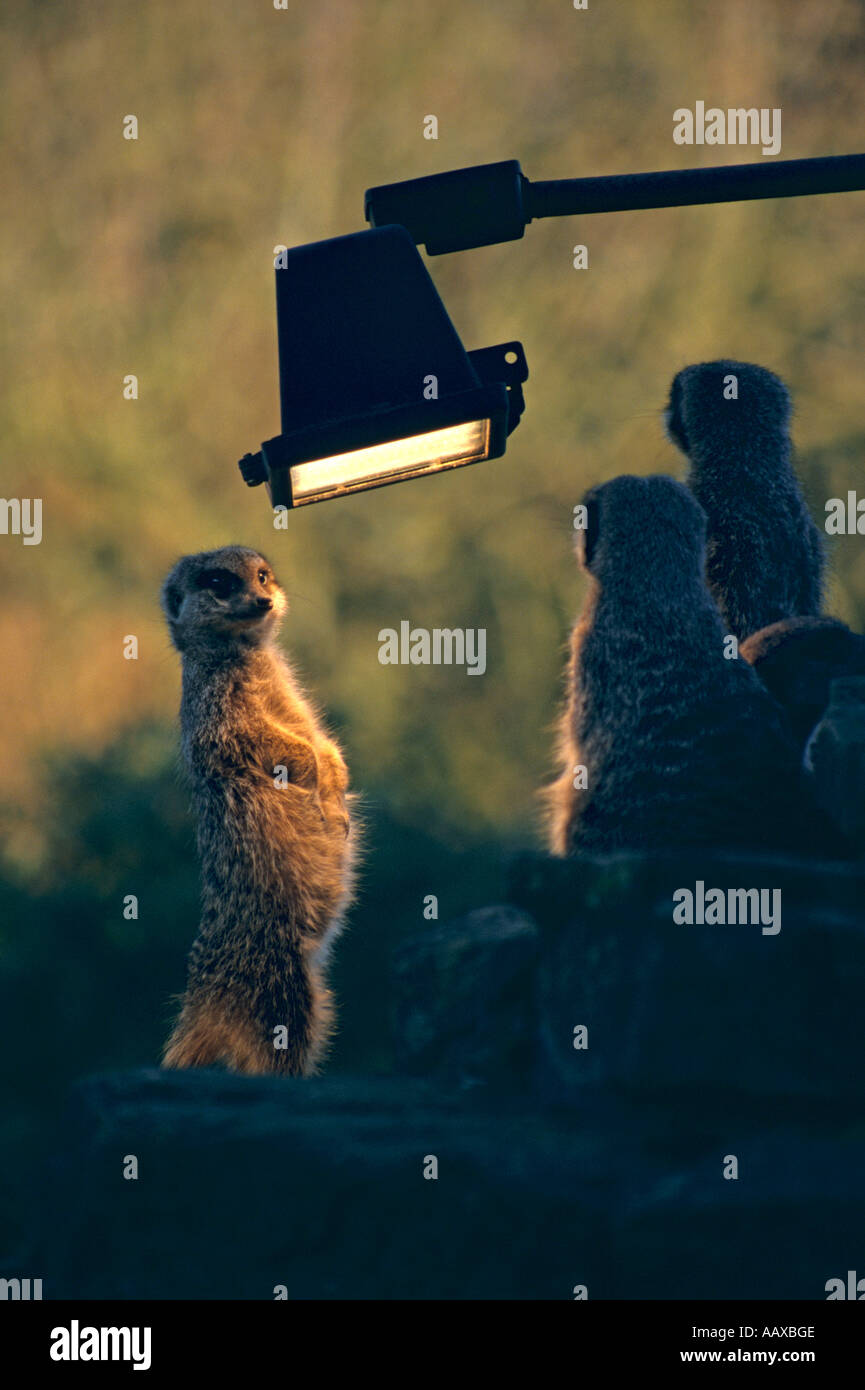 Slender-tailed Meerkats keeping warm under a heat lamp in a wildlife ...