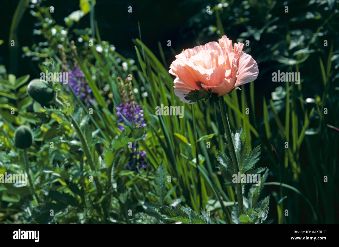 Mrs perry poppy hi-res stock photography and images - Alamy