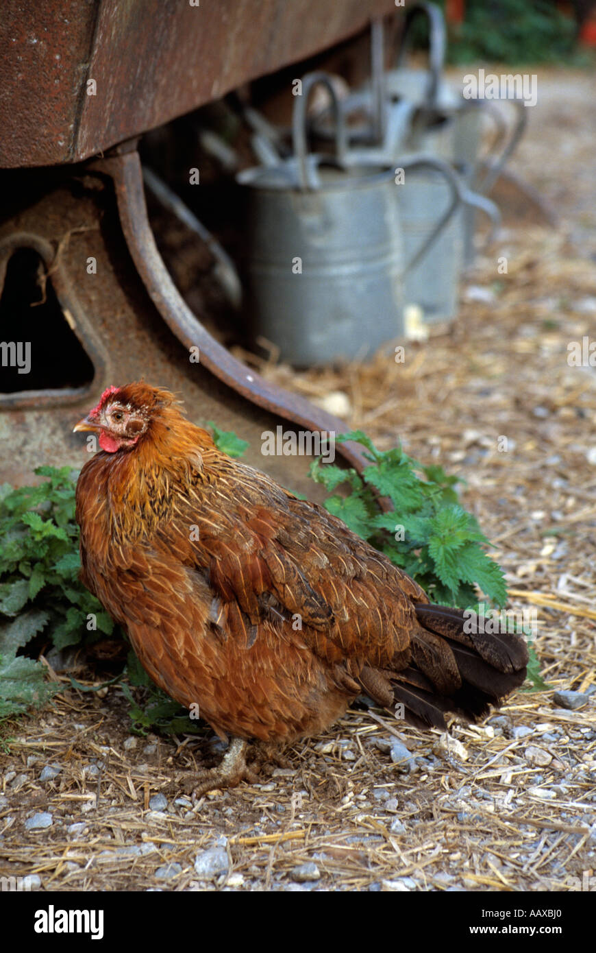 Welsummer chicken hi-res stock photography and images - Alamy