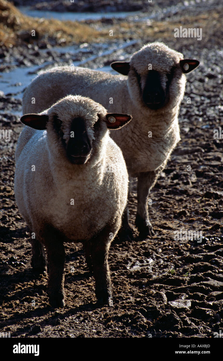 Hampshire down sheep hi-res stock photography and images - Alamy
