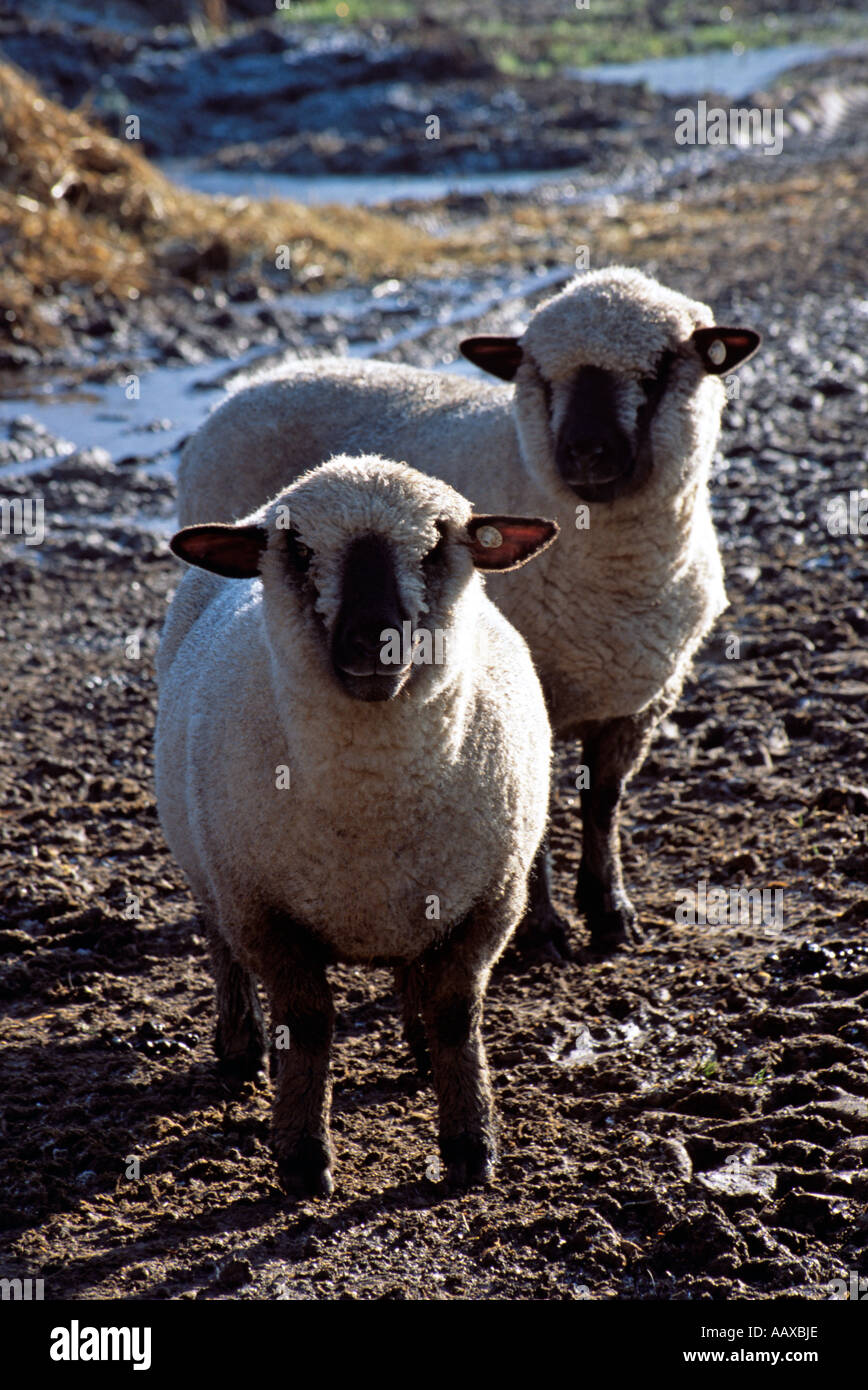 Hampshire down sheep hi-res stock photography and images - Alamy