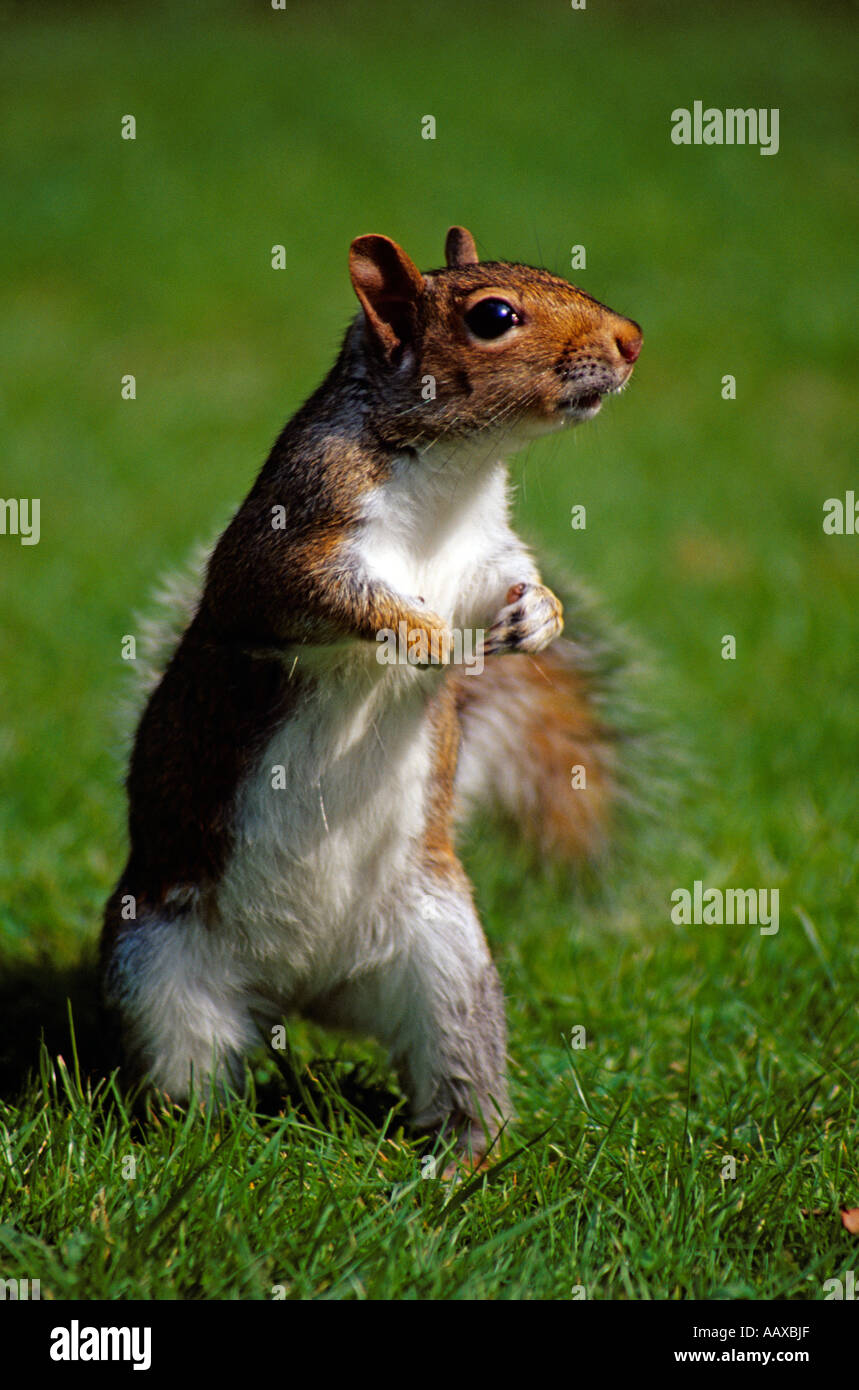Baby squirrel grey hi-res stock photography and images - Alamy