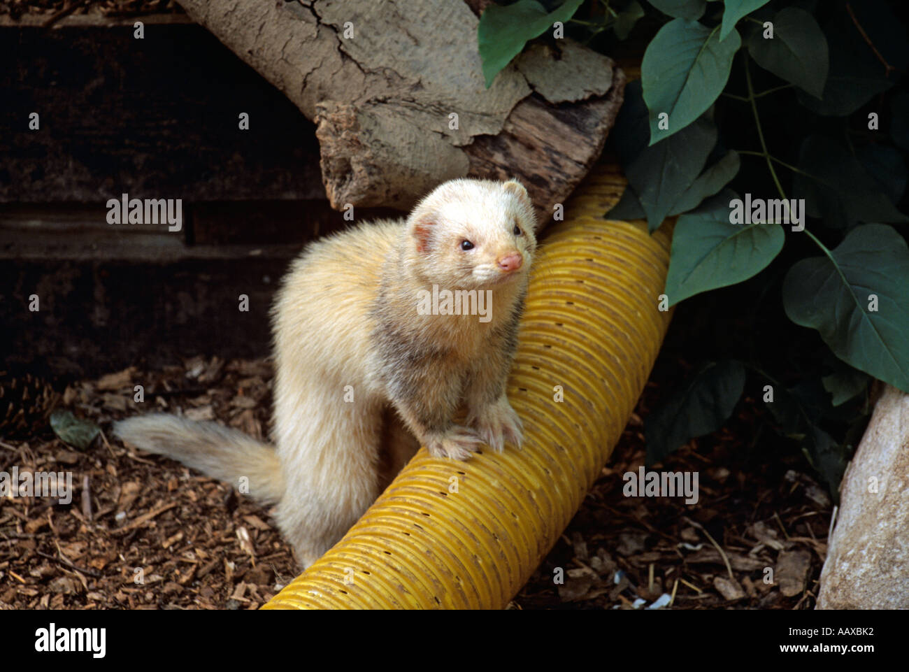 Ferret in enclosure with yellow plastic tubing Stock Photo - Alamy
