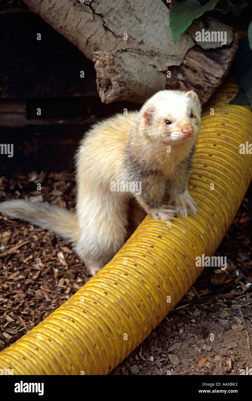 Ferret in enclosure with yellow rubber tube Stock Photo - Alamy