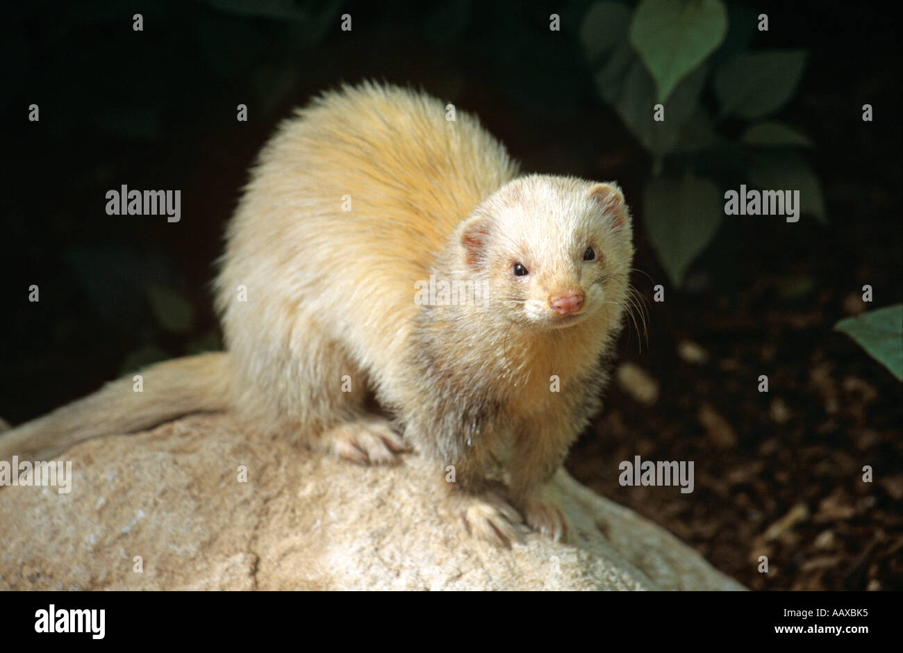 Ferrets play hi-res stock photography and images - Alamy
