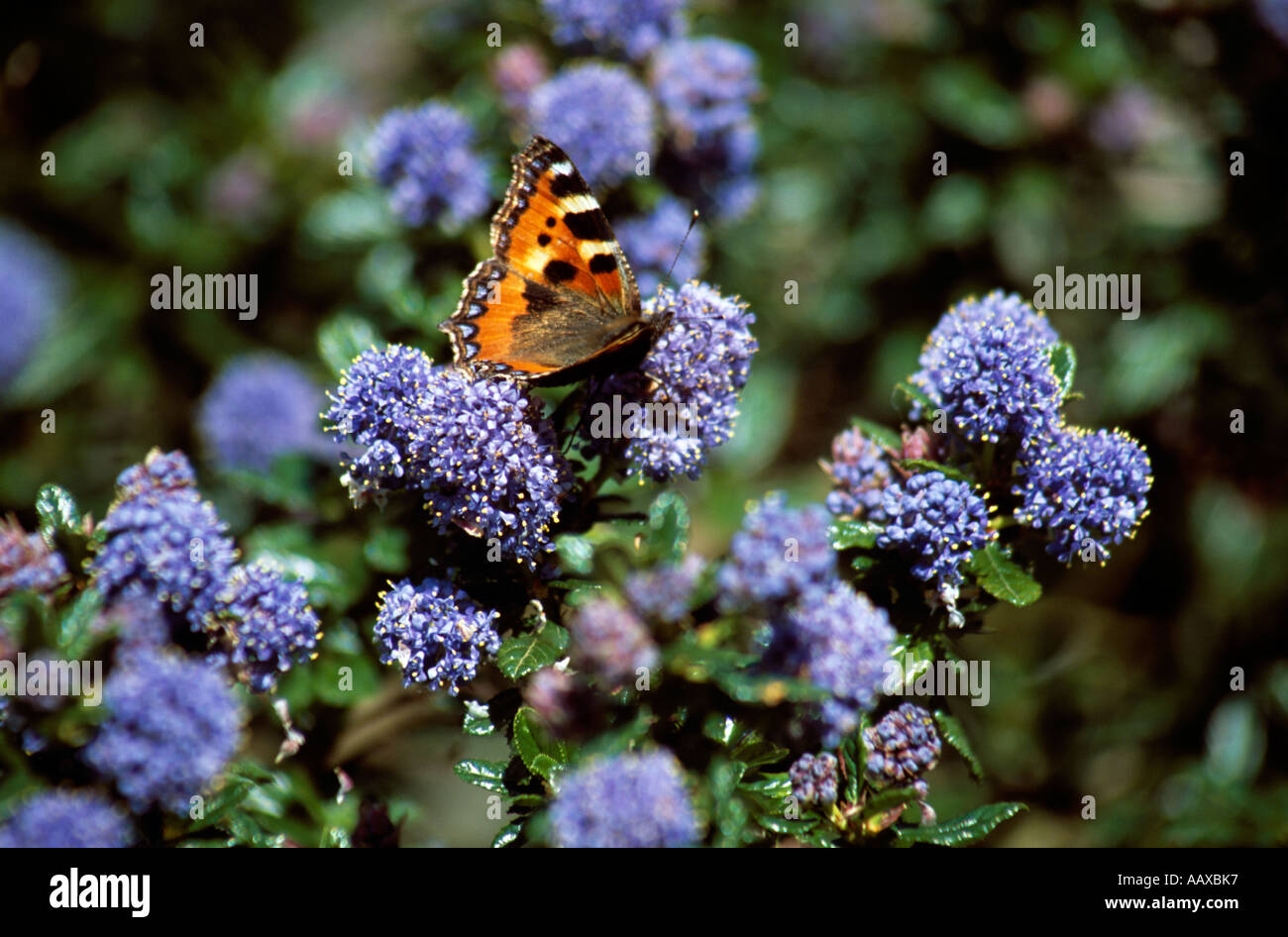 California tortoiseshell butterfly hi-res stock photography and images ...