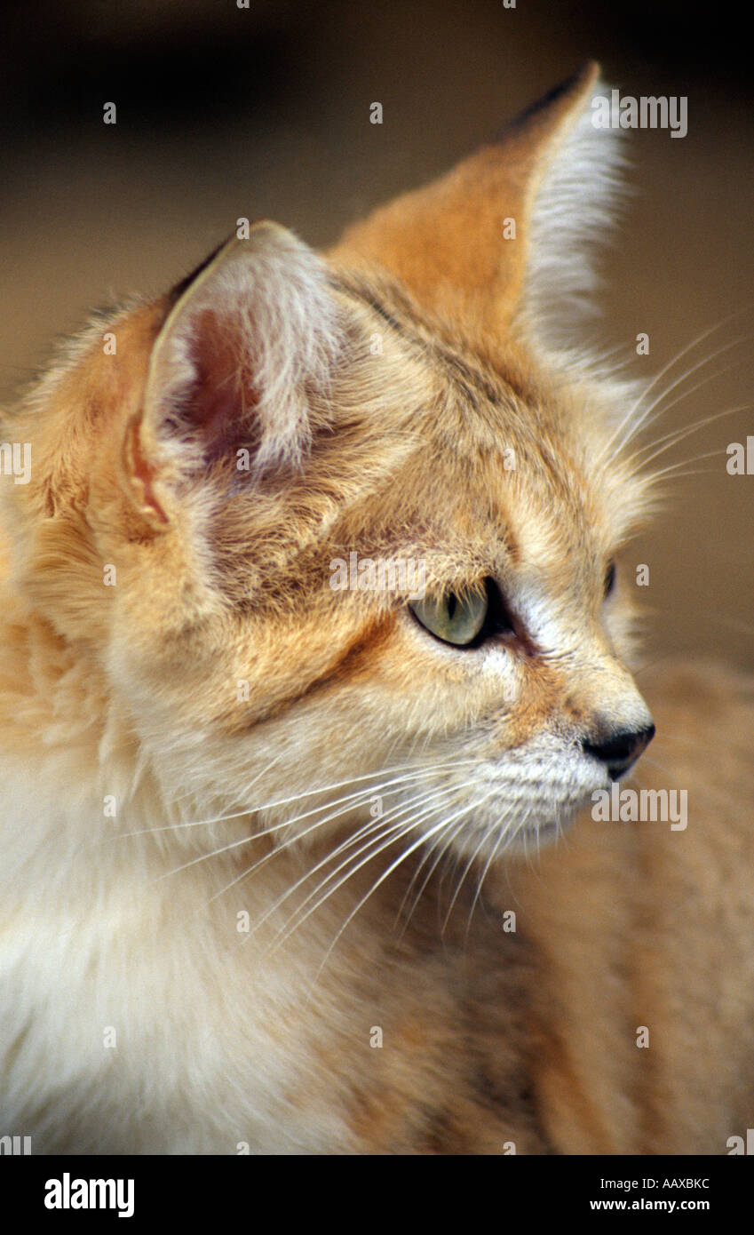 Sand Cat (Felis Margarita Harrisoni Stock Photo - Alamy