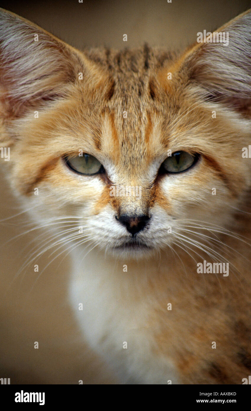 Felis Margarita Harrisoni High Resolution Stock Photography and Images ...