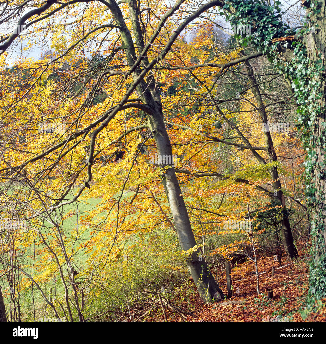 Trees of britain hi-res stock photography and images - Alamy