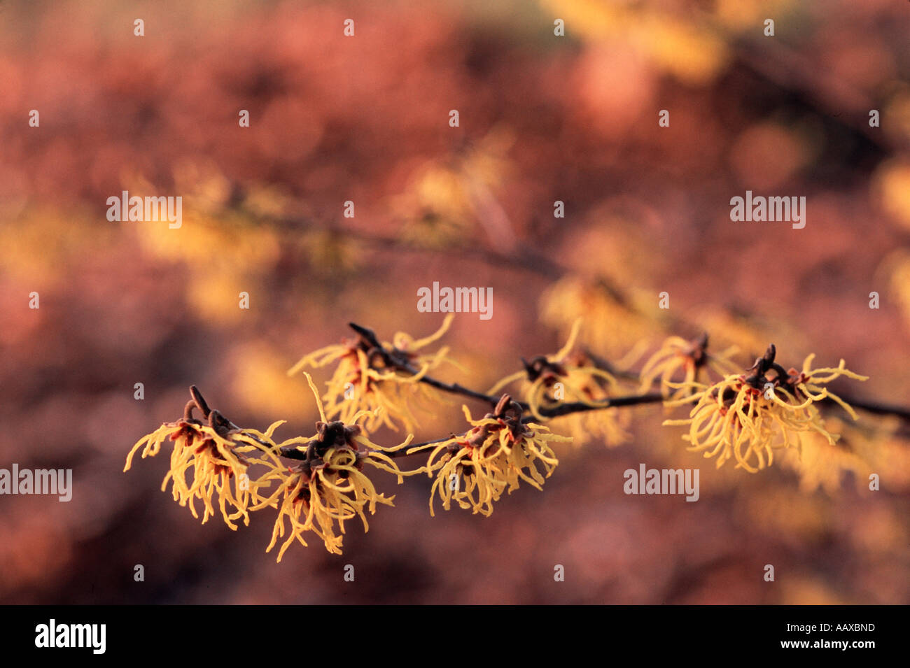 Flowering Witch Hazel, Hamemelis 'Arnold's Promise', at Planting Fields ...