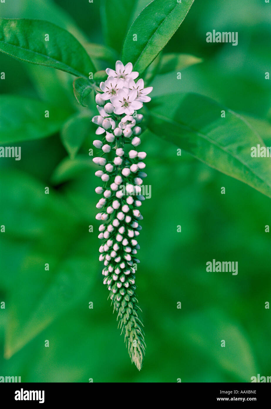 Gooseneck loosestrife, Lysimachia clethroides, at Stonecrop Gardens ...