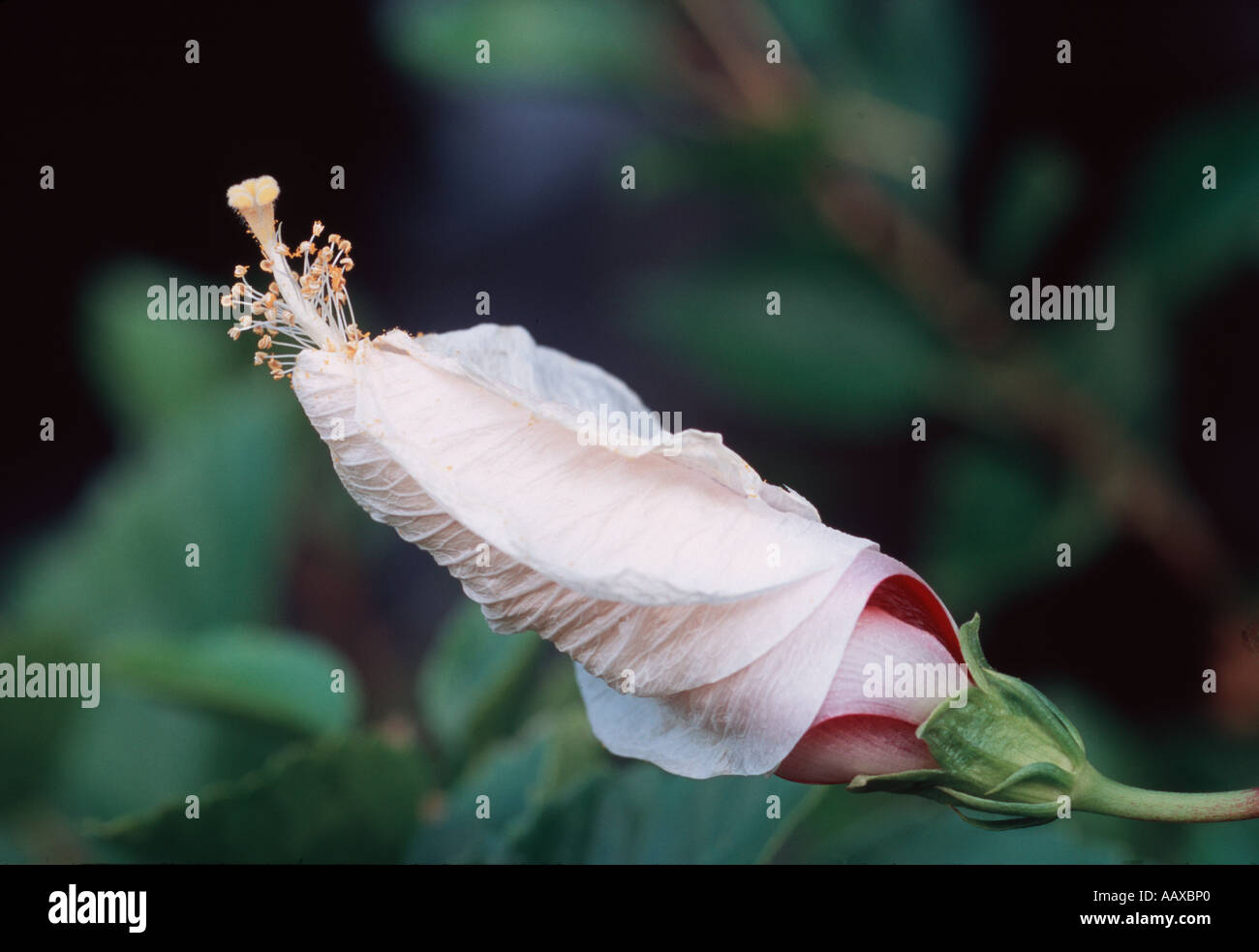 Hibiscus flower, Marsh Harbor, Abaco, Bahamas Stock Photo - Alamy