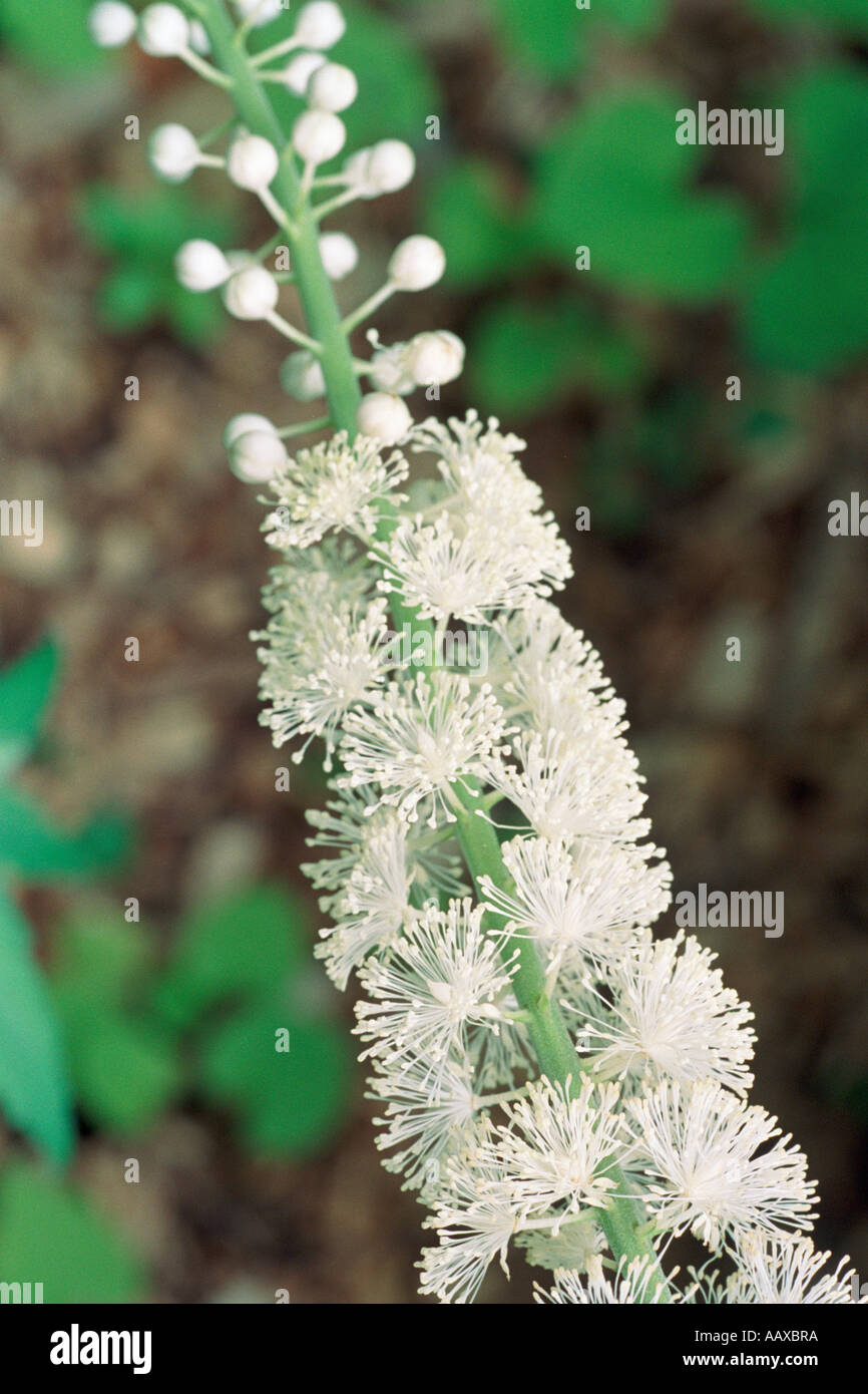 White actaea pachypoda hi-res stock photography and images - Alamy