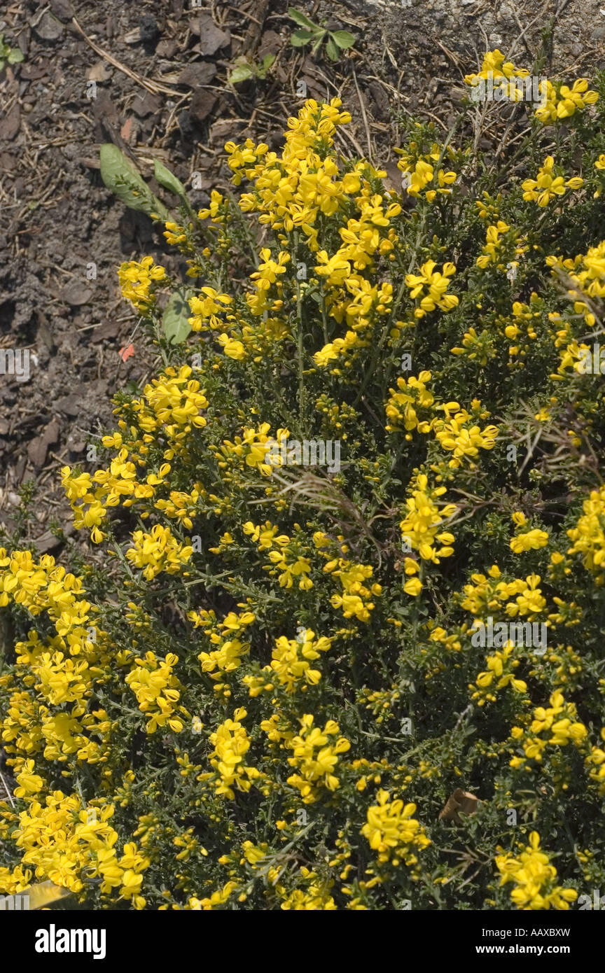 Yellow spring flowers of Hairy greenweed or Silky leaf woadwaxen ...