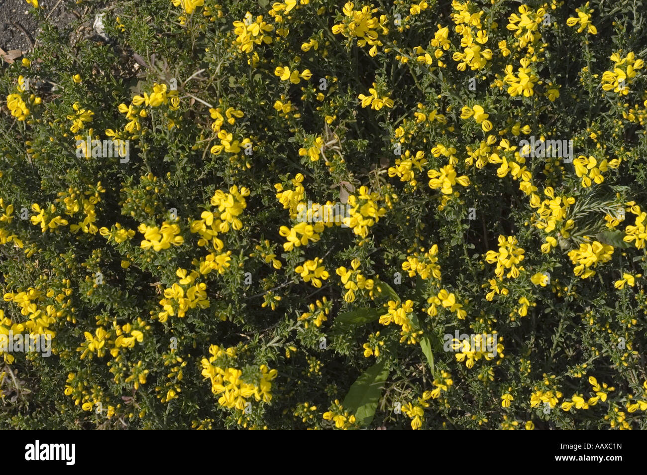 Yellow spring flowers of Hairy greenweed or Silky leaf woadwaxen ...