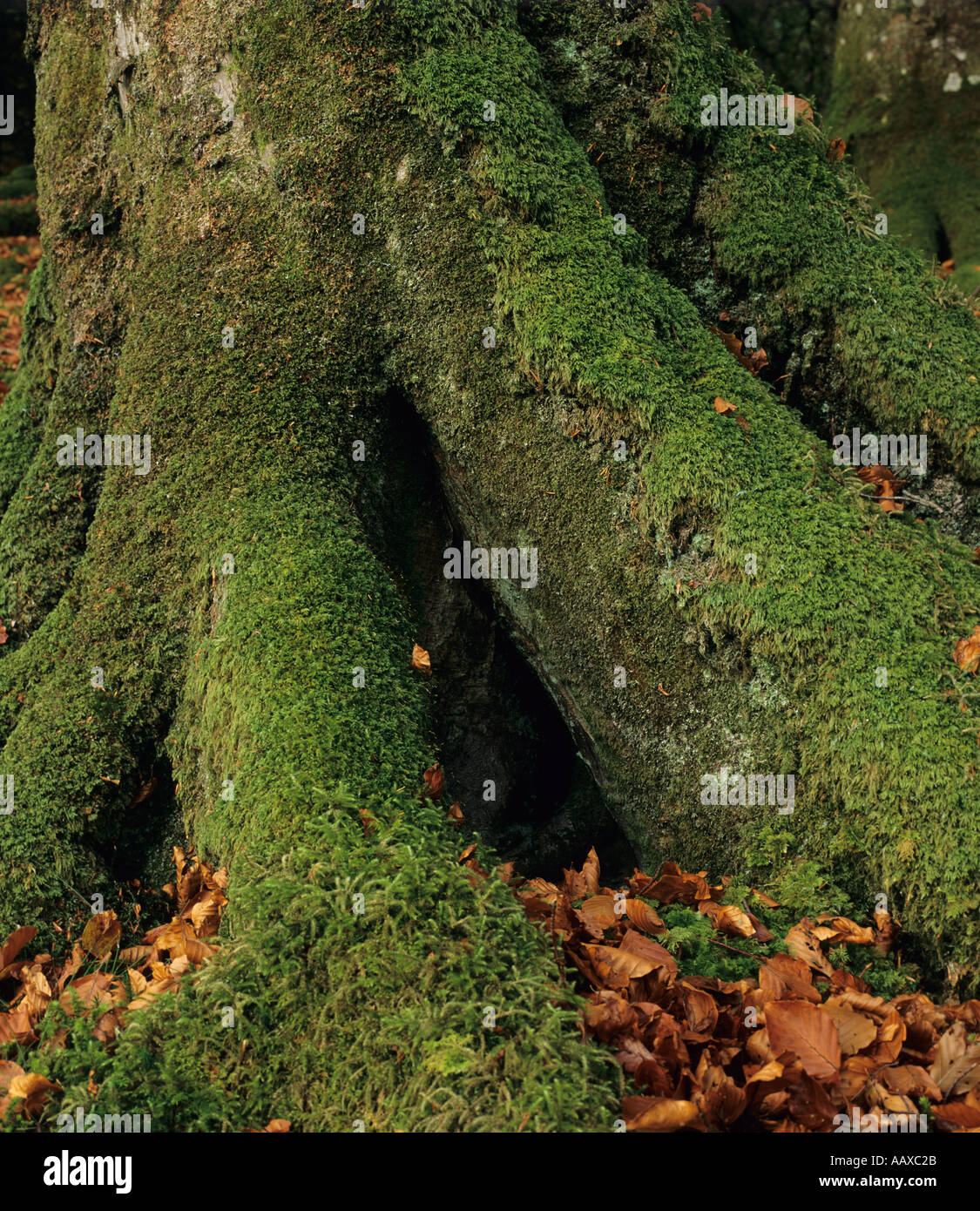 Tree Roots Covered In Moss Scottish Woodlands Stock Photo - Alamy