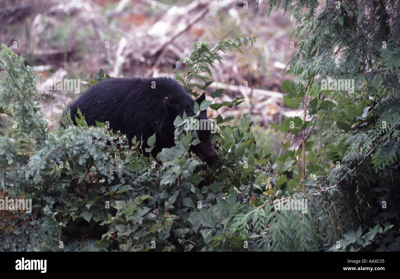 Foraging Black Bear Stock Photo - Alamy