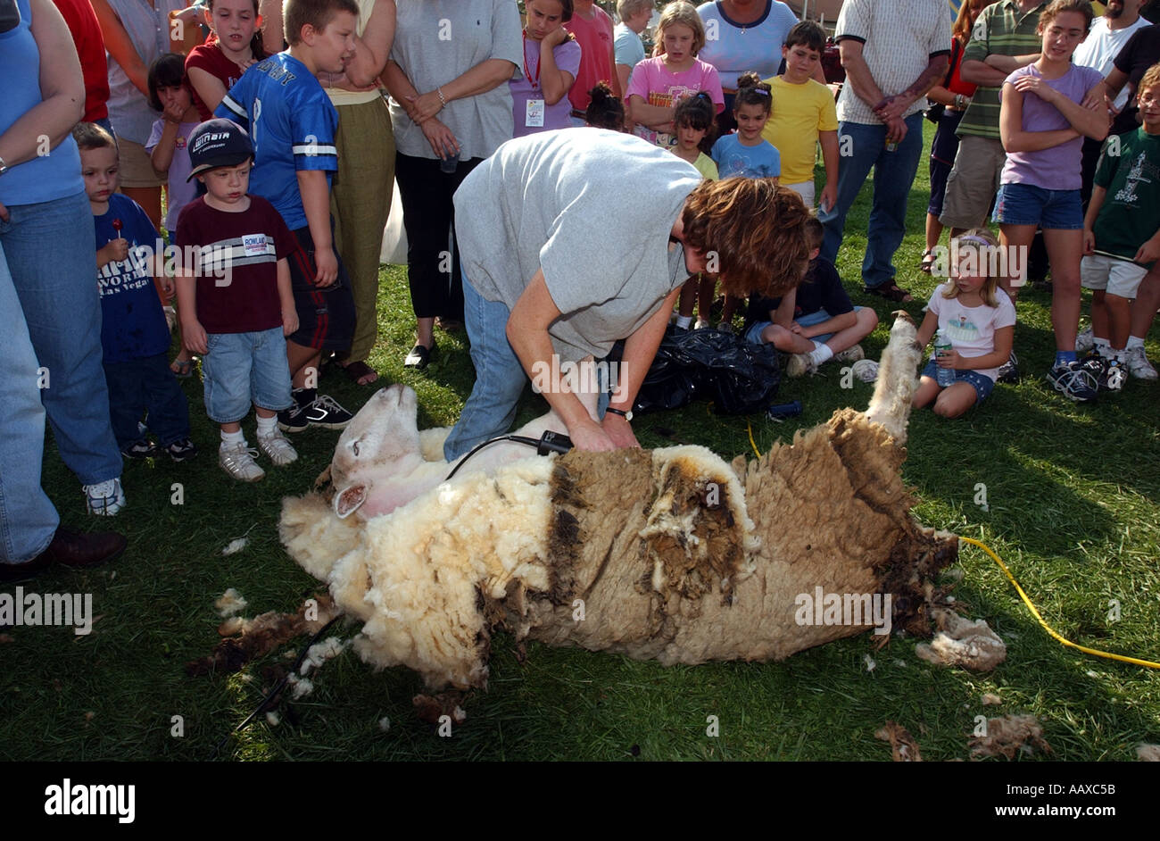 Sheep being shaved hi-res stock photography and images - Alamy