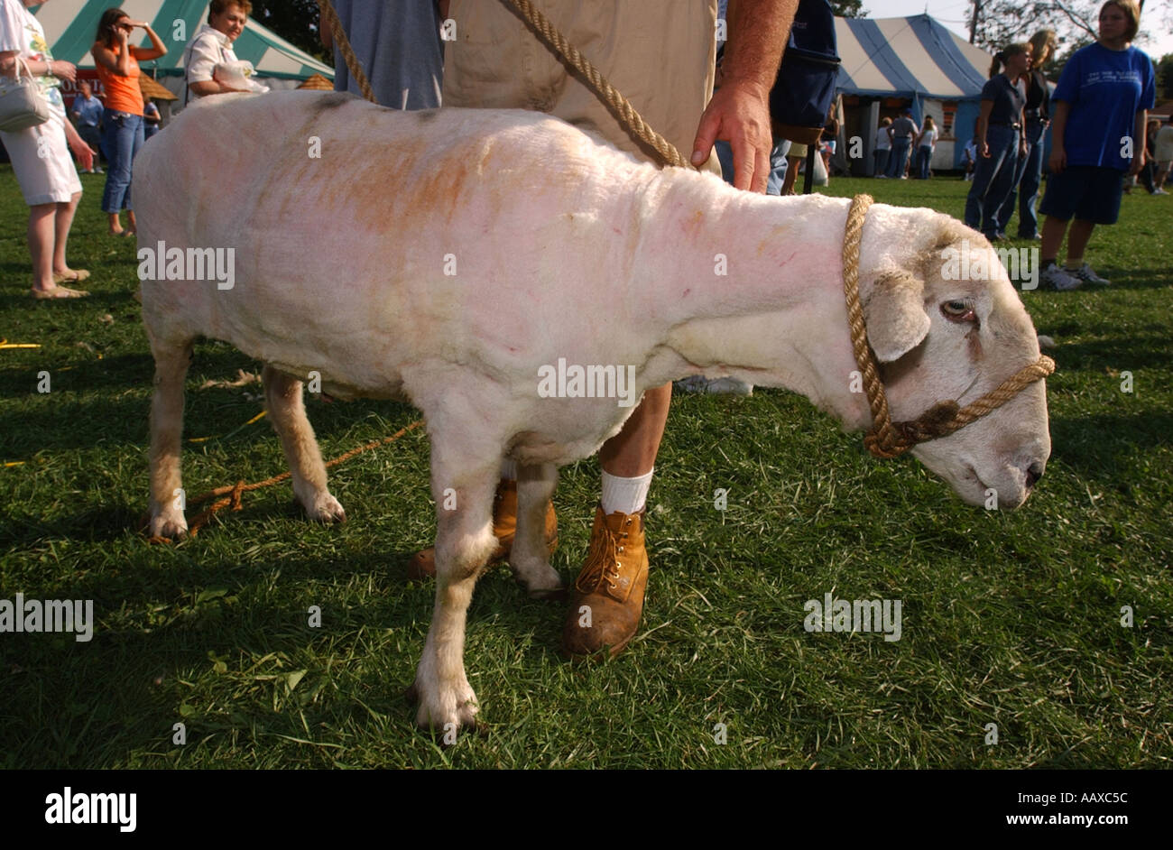 A freshly shaved sheared sheep at a fair farmers agricultural festival ...