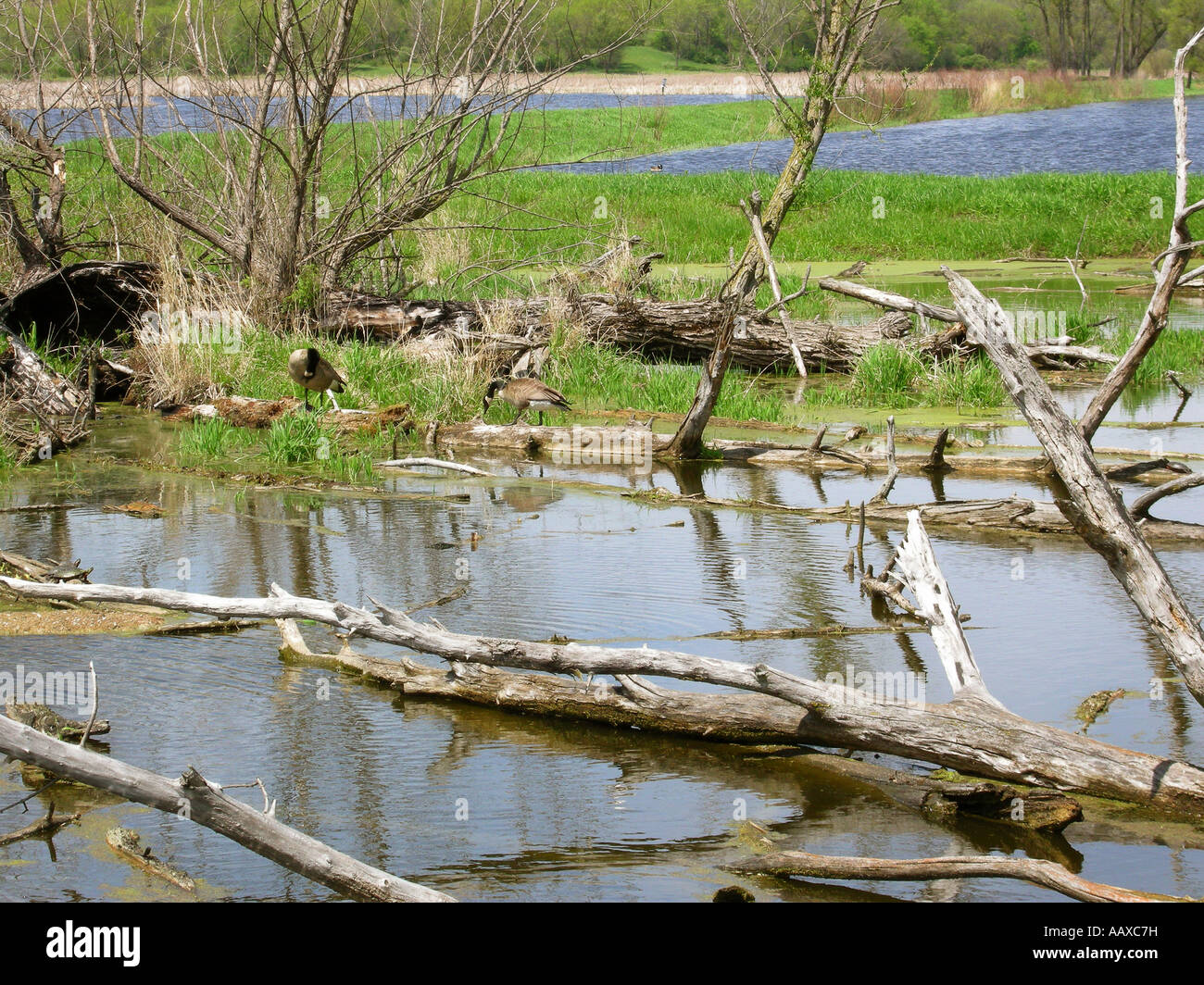 West wetlands habitat hi-res stock photography and images - Alamy