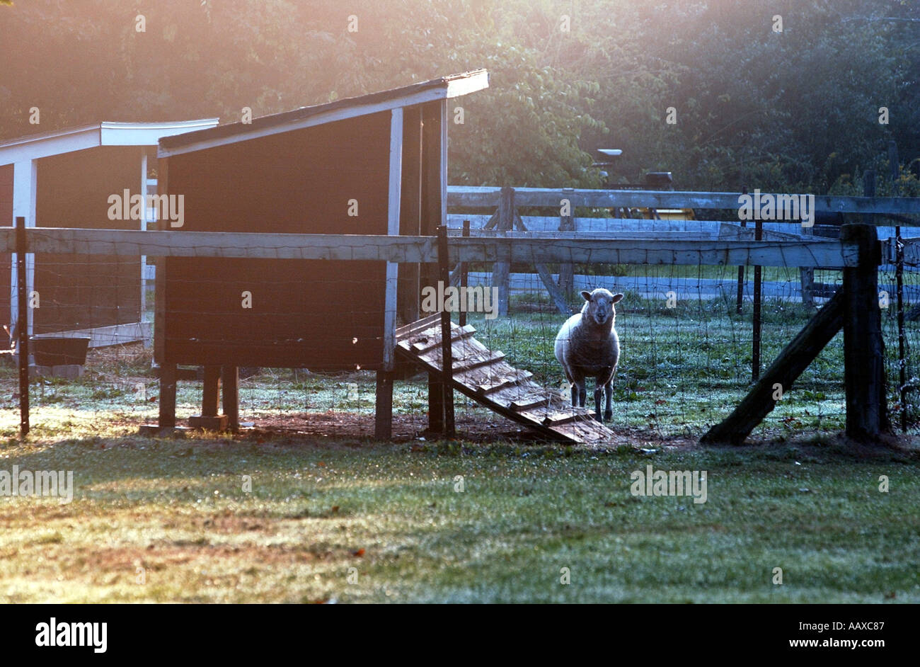 Farm sheep hi-res stock photography and images - Alamy