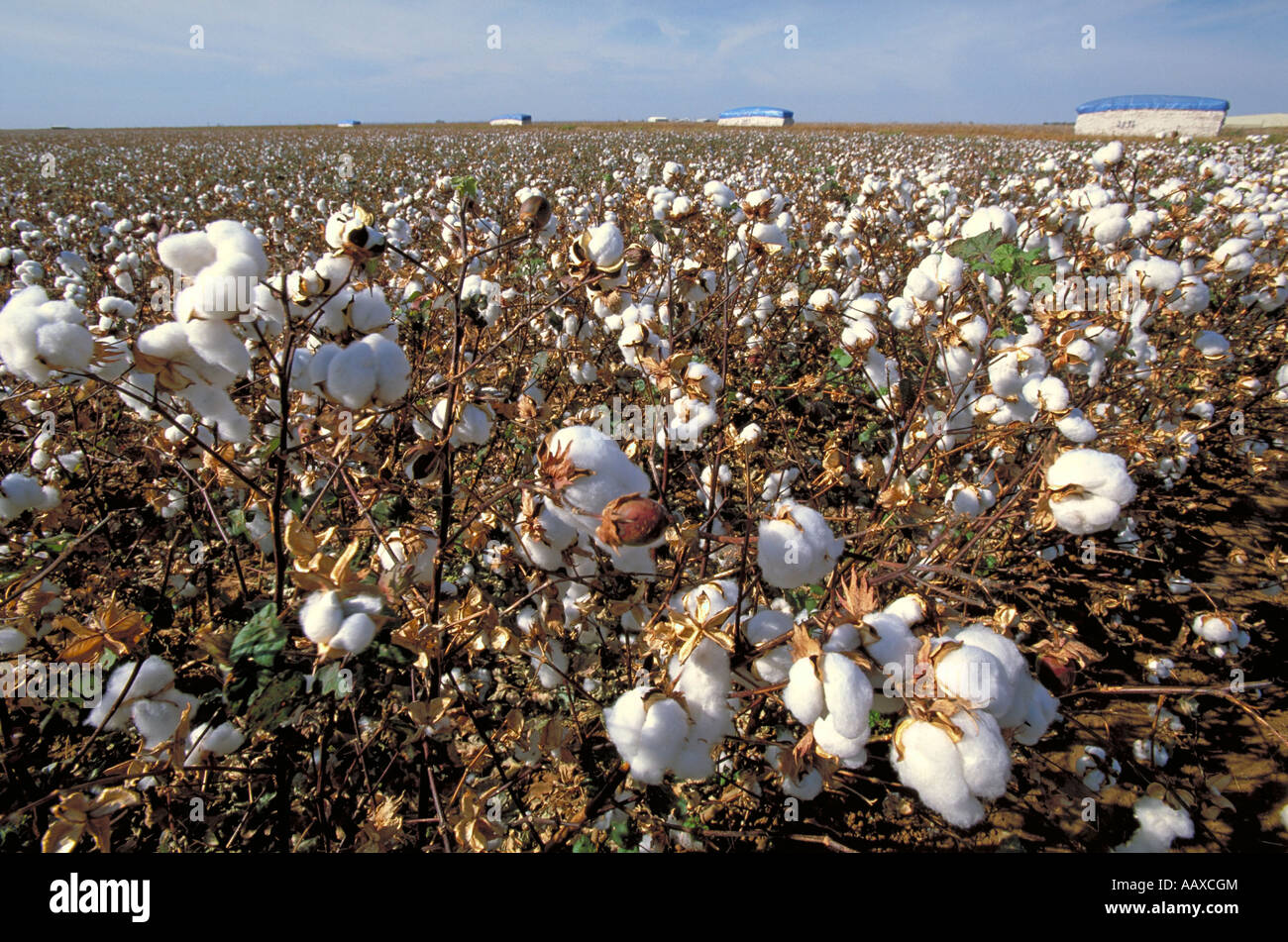 Cotton in the u s hi-res stock photography and images - Alamy