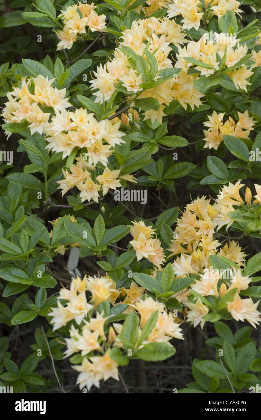 White yellow flowers of spring azalea - Ericaceae - Rhododendron var ...