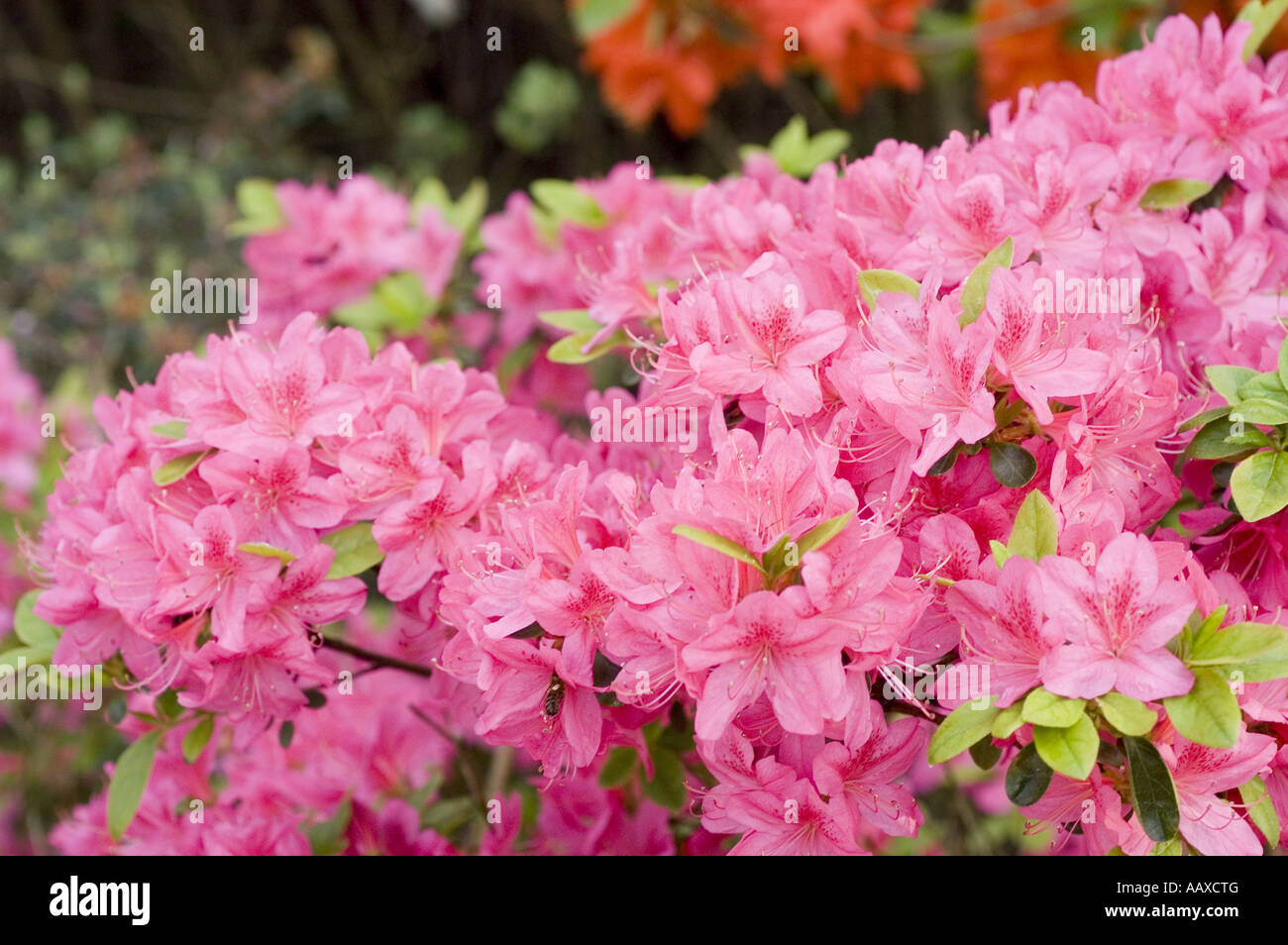 Azalea rhododendron obtusum hi-res stock photography and images - Alamy