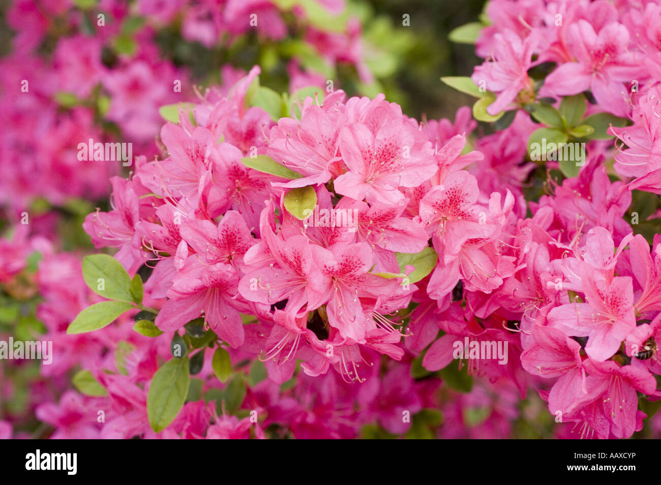 Azalea rhododendron obtusum hi-res stock photography and images - Alamy