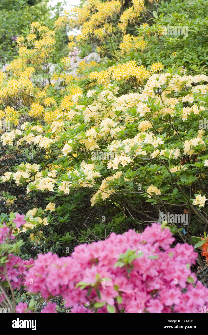 Azalea rhododendron obtusum hi-res stock photography and images - Alamy