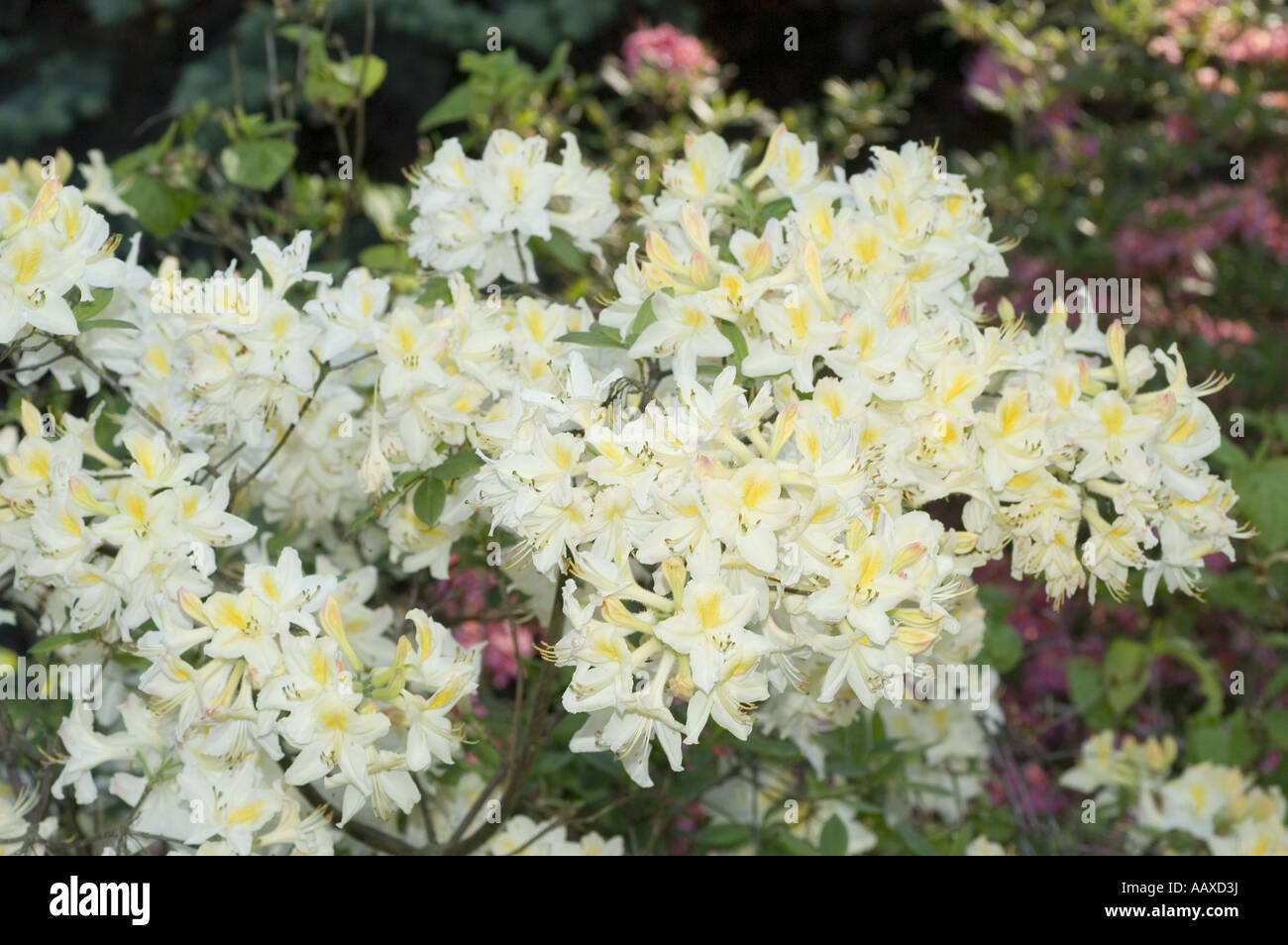 White spring flowers of azalea - Ericaceae - Rhododendron Stock Photo ...