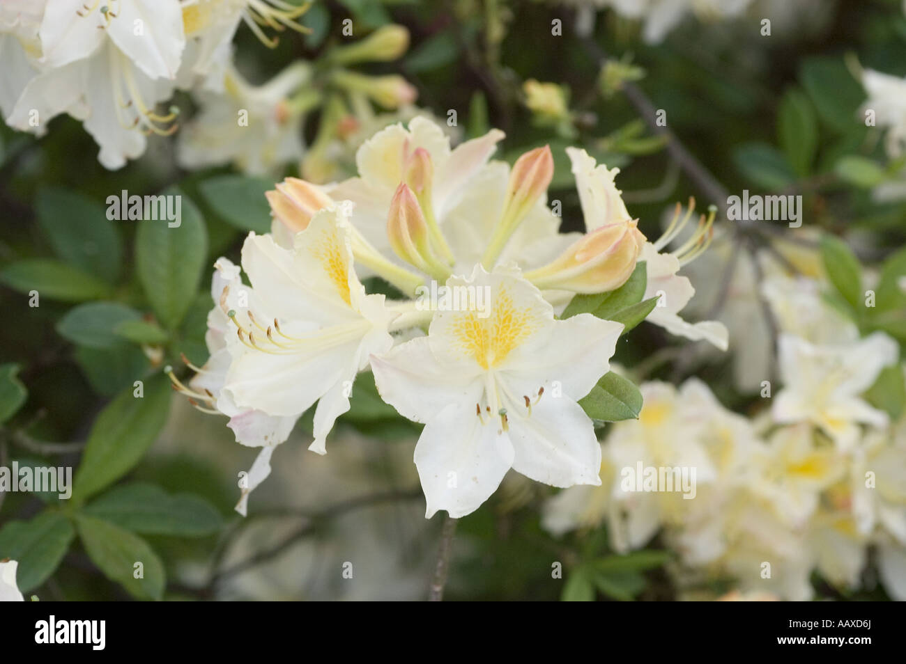White spring flowers of azalea - Ericaceae - Rhododendron Stock Photo ...