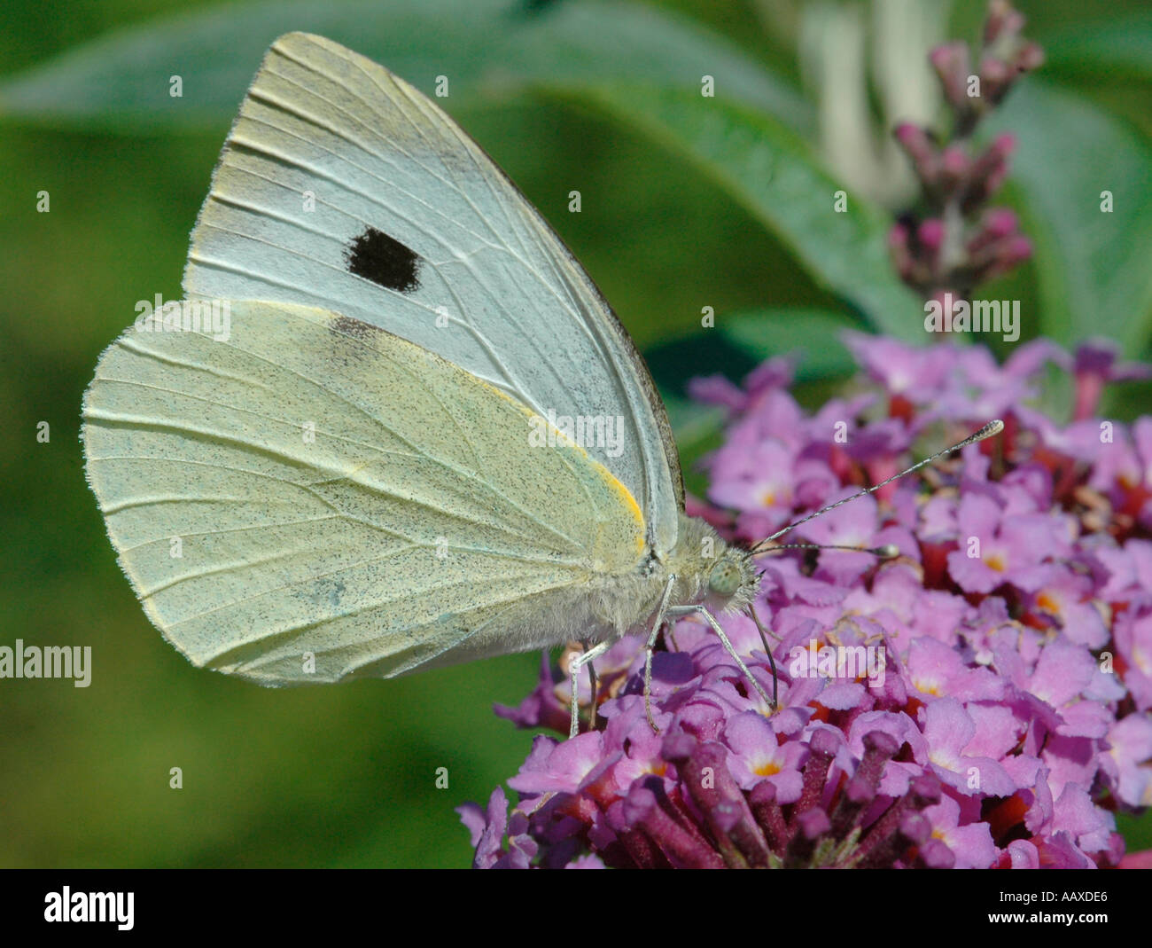 Large White butterfly Stock Photo - Alamy